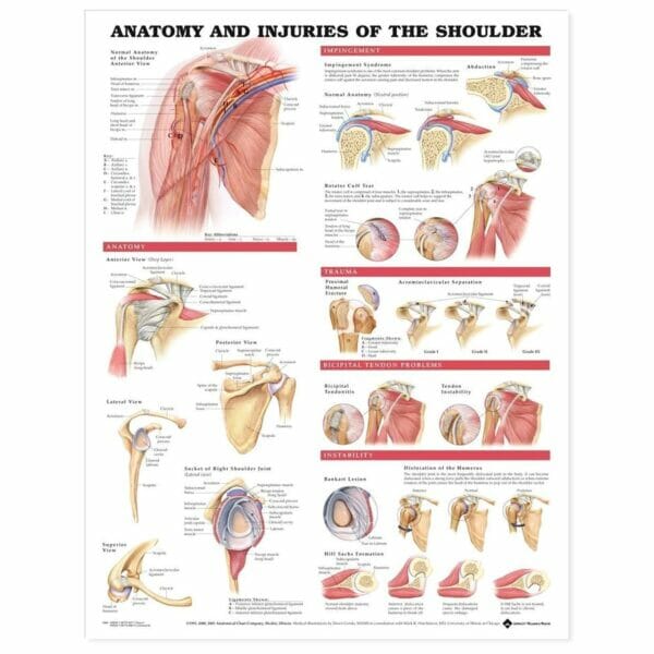 Anatomy and Injuries of the Shoulder Anatomical Chart - Chiro1Source